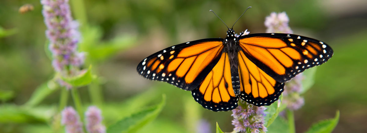 The Great Monarch Migration - The Luckys North Scottsdale North ...